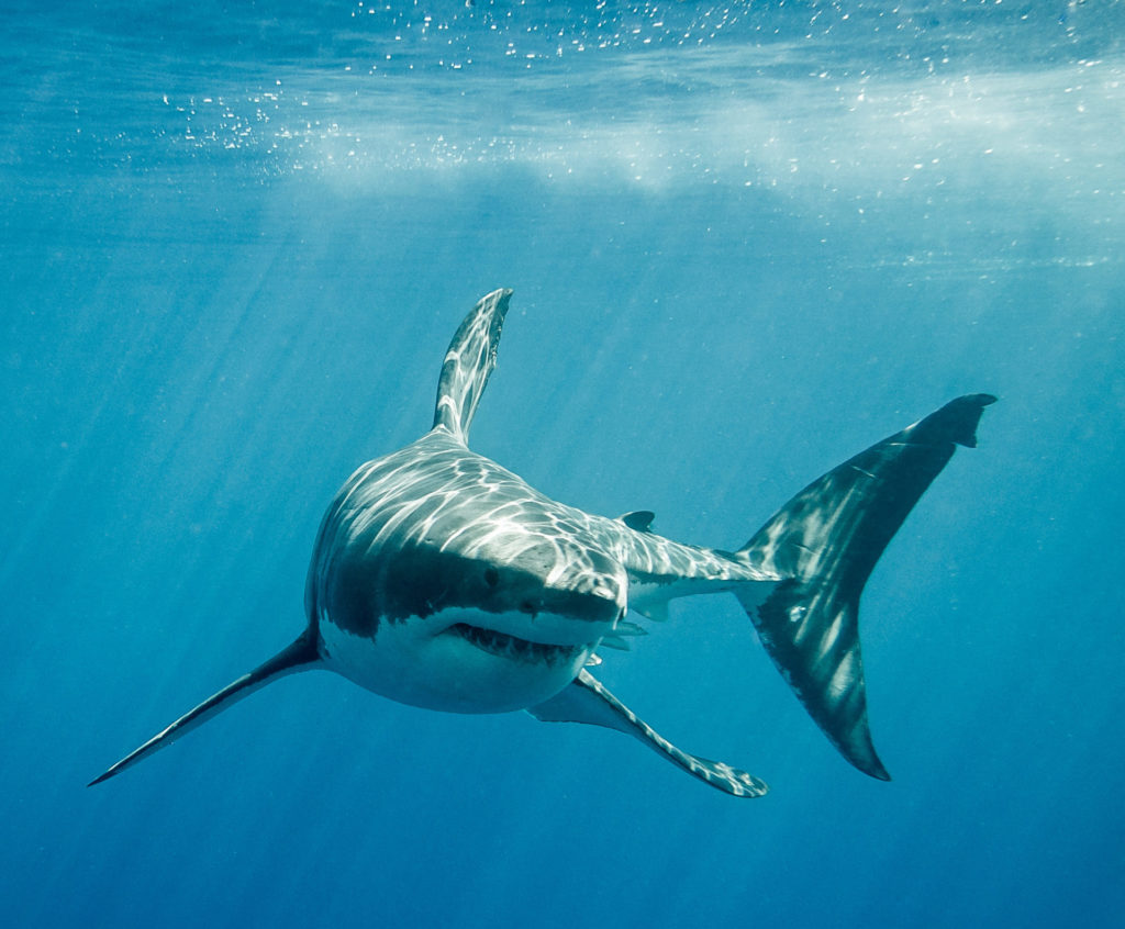 Fin-tastic Fun: Shark Facts for Kids | Terra by Battat