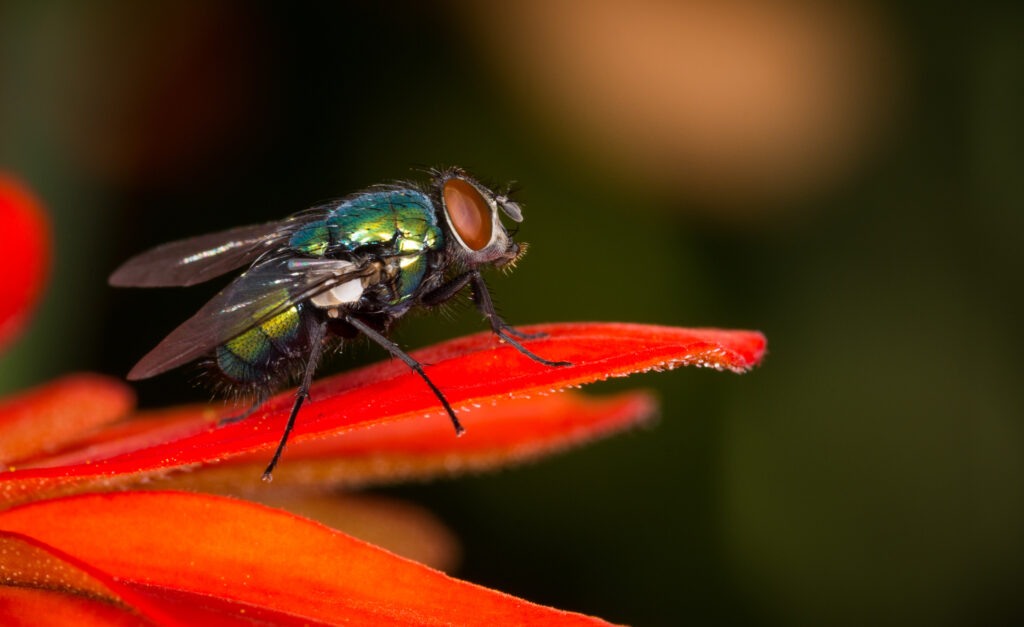 Blowfly Facts for Kids | Terra by Battat