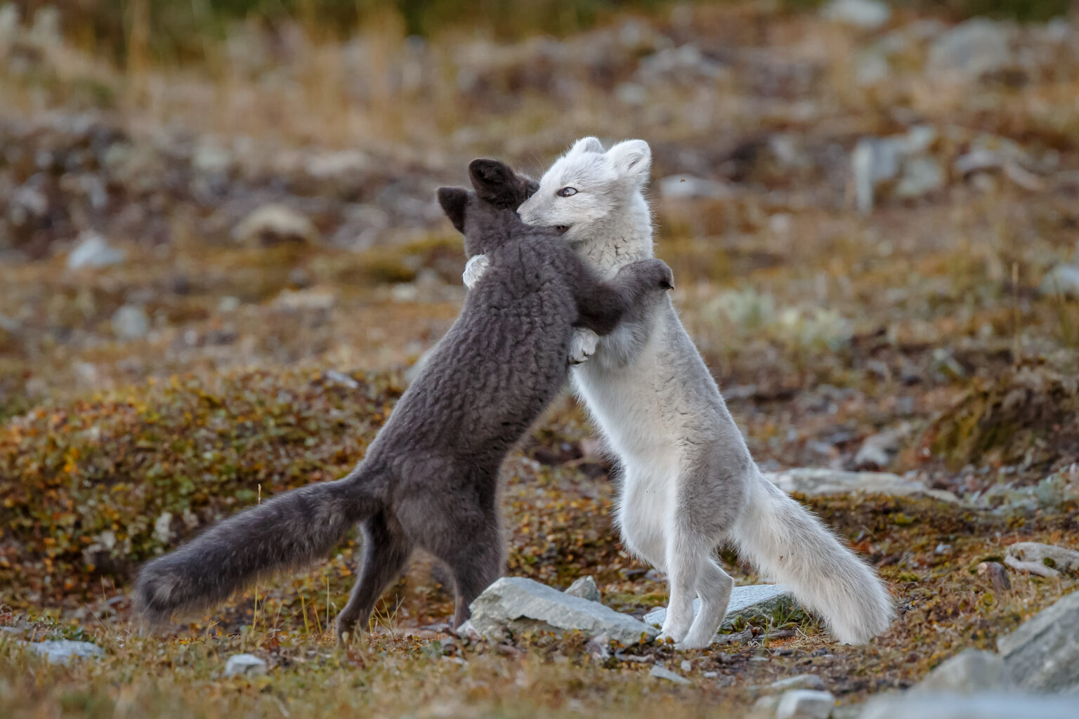 Fun Facts about your Favorite Winter Wonderland Animals | Terra by Battat