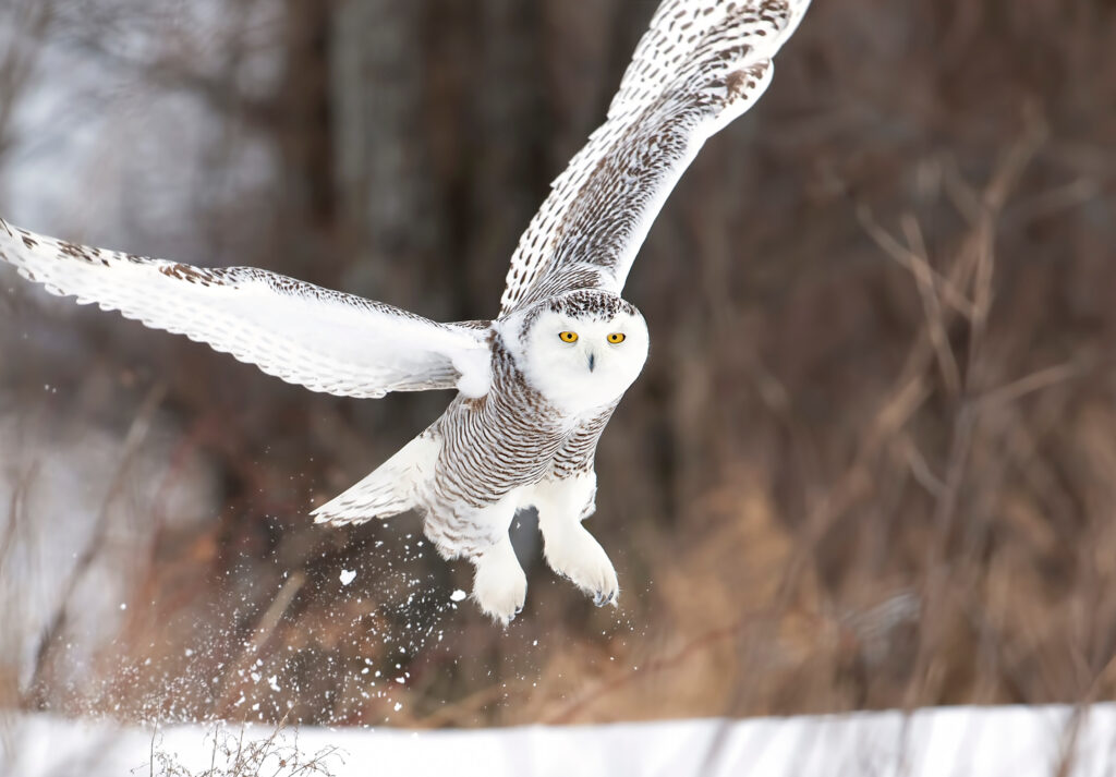 Fun Facts about your Favorite Winter Wonderland Animals - Terra by Battat