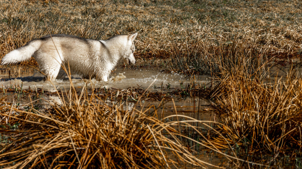 Did We Bring Back Dire Wolves?! | Terra by Battat