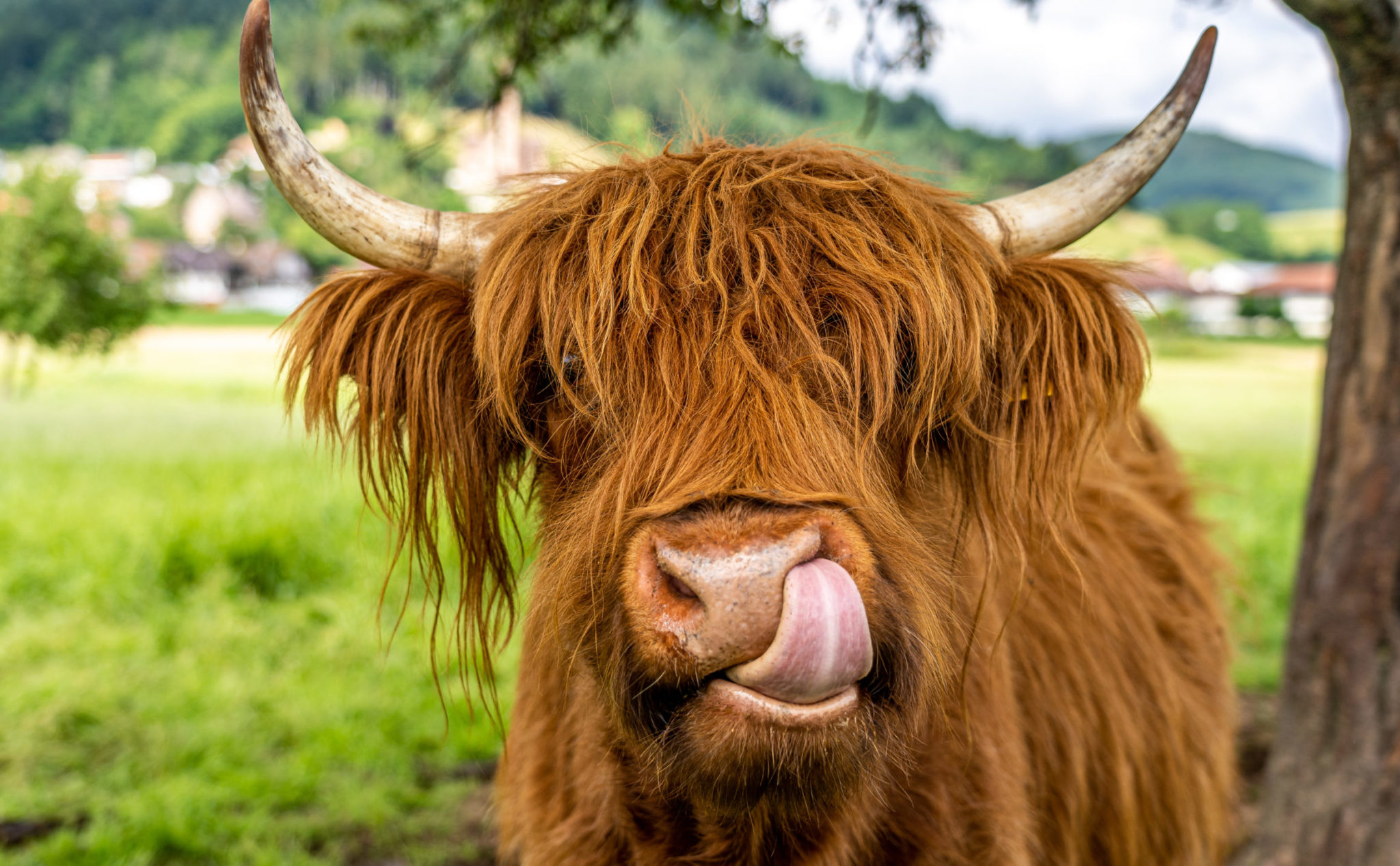 Surprising Facts About Our Favorite Farm Animals | Terra by Battat