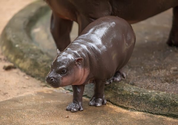 Moo Deng vs. Pesto: How well do you know these Viral Baby Animals ...